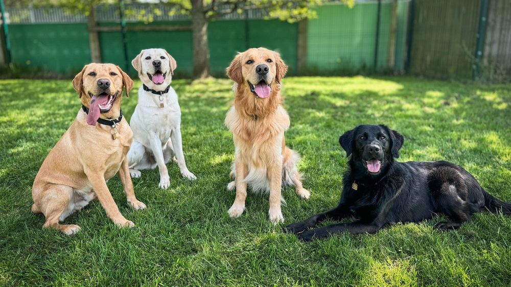 Support Guide Dogs Sheffield by looking after trainee guide dogs